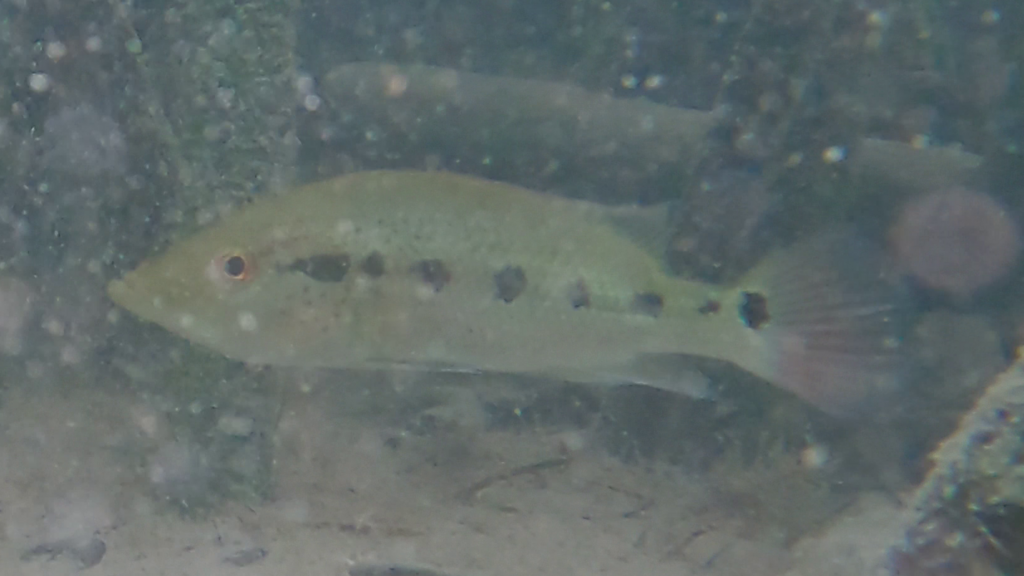 Bay Snook from Municipio Bacalar, Quintana Roo, Mexiko on July 31, 2023 ...