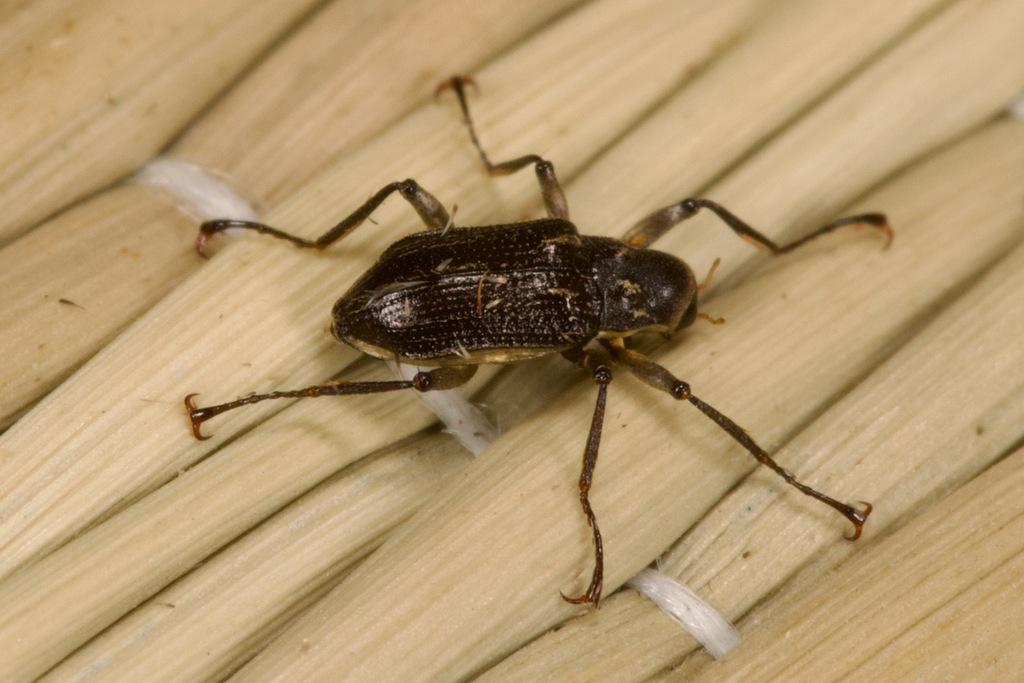 Macronychus quadrituberculatus from Nyírábrány, 4264 Hungary on July 29 ...