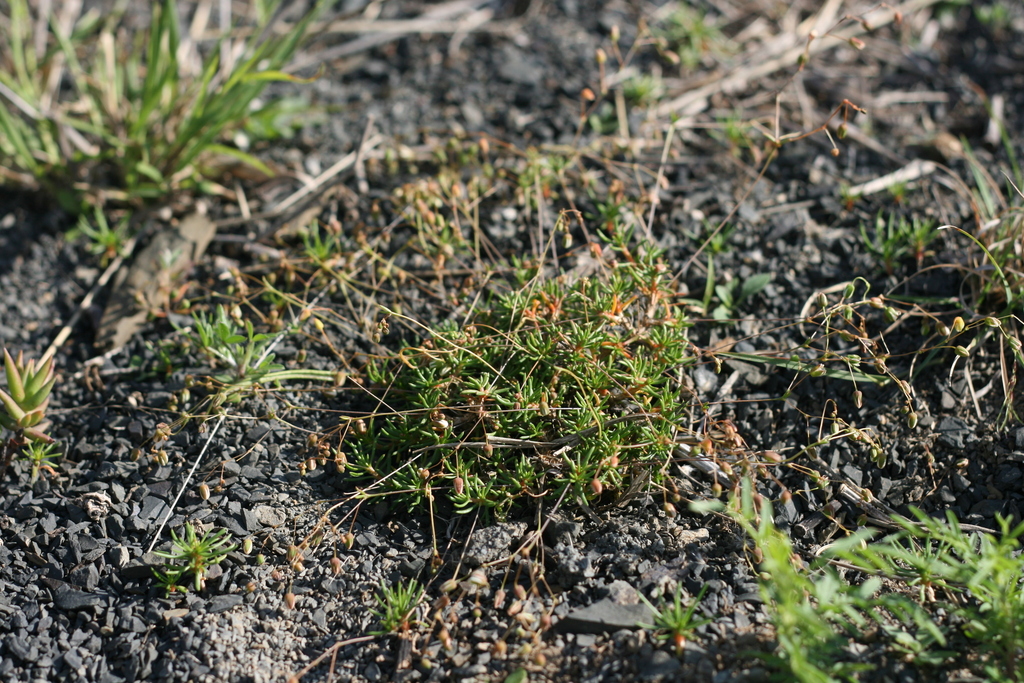 River Spookasem in August 2023 by Luc Strydom · iNaturalist
