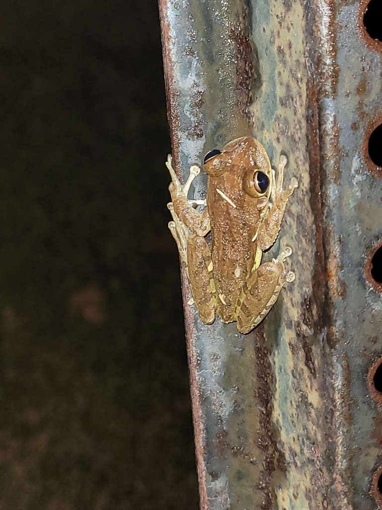 Cuban Tree Frog from Merritt Island, FL 32953, USA on August 15, 2023 ...