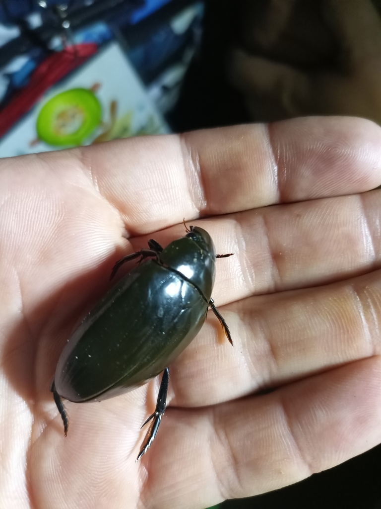 Hydrophilus aterrimus from Омская обл., Россия, 646411 on August 19 ...