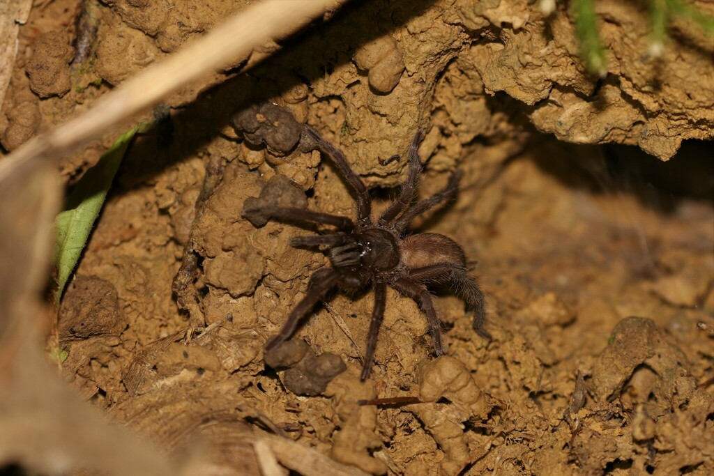 Asia-Pacific Tarantulas from Sepilok, 90000 Sandakan, Sabah, Malaysia ...