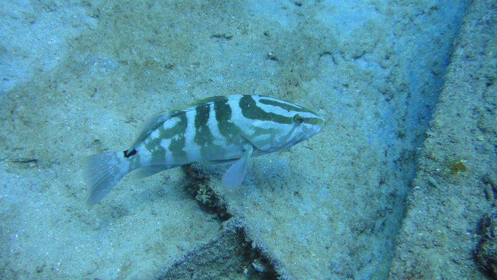 Nassau Grouper in July 2012 by Alison Copeland. wreck of the Oro Verde ...