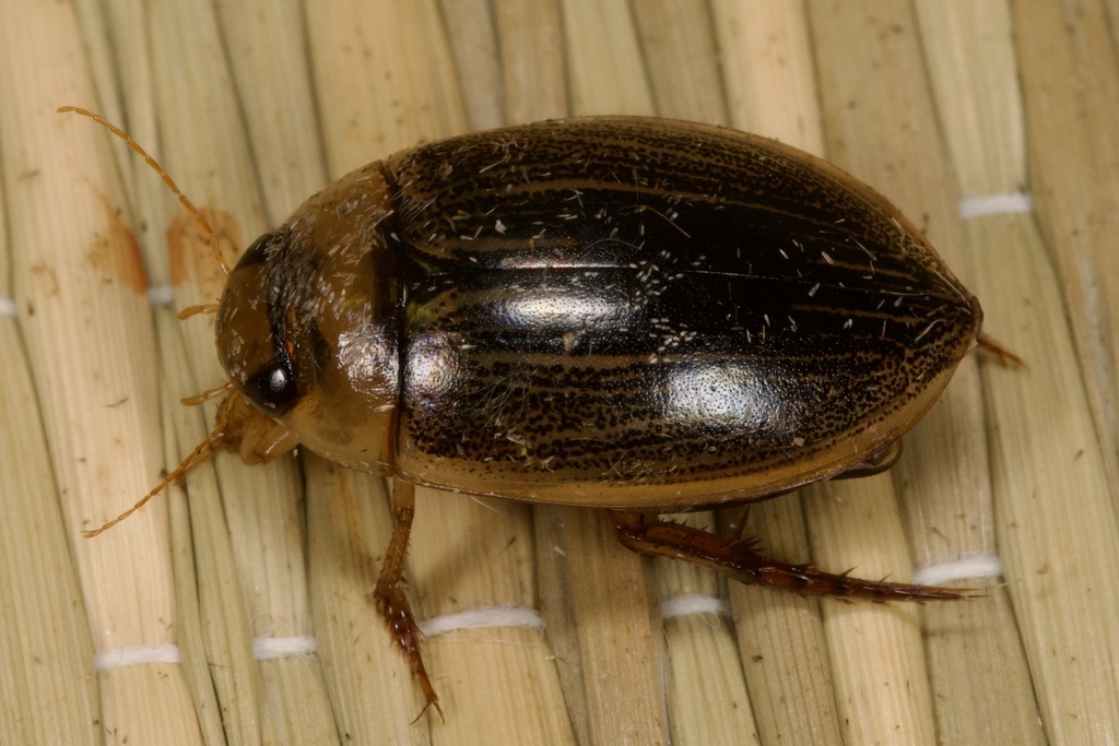 Hydaticus grammicus from Nyírábrány, 4264 Hungary on July 29, 2023 at ...