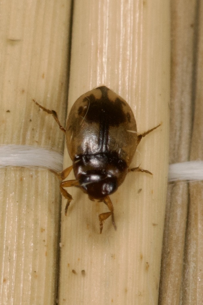 Hydroglyphus geminus from Nyírábrány, 4264 Hungary on July 29, 2023 at ...