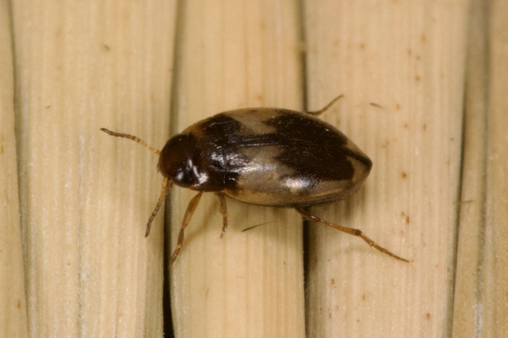 Hydroglyphus geminus from Nyírábrány, 4264 Hungary on July 29, 2023 at ...