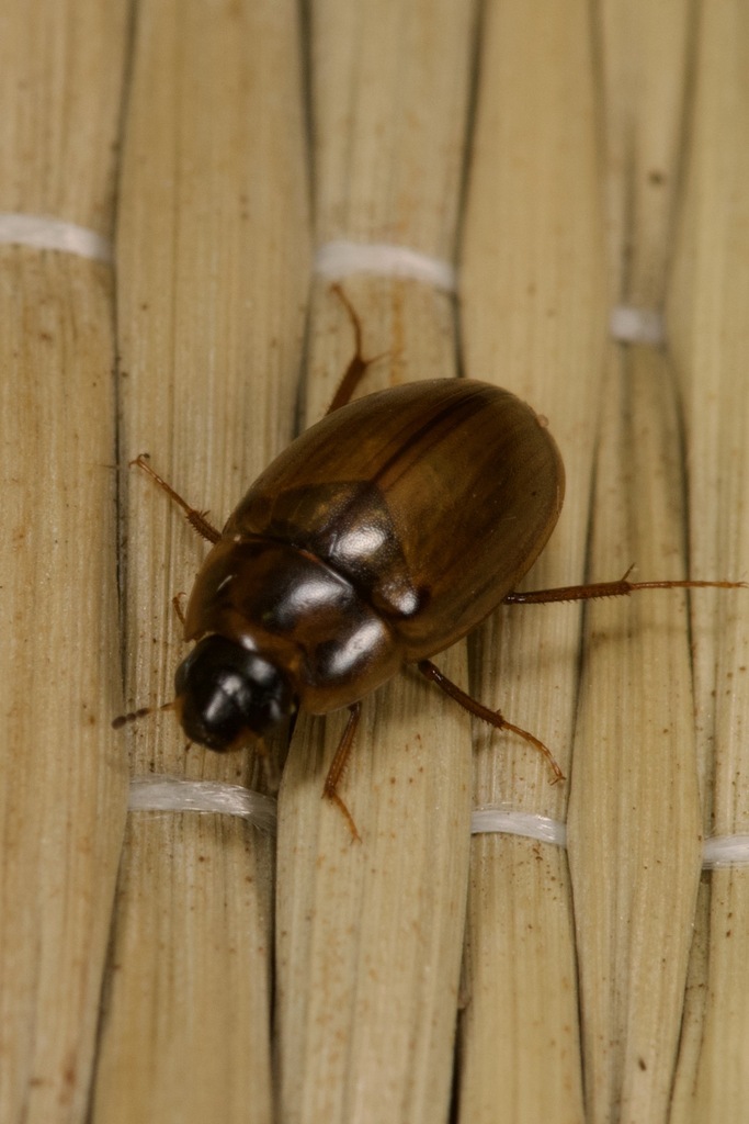 Enochrus testaceus from Nyírábrány, 4264 Hungary on July 29, 2023 at 08 ...