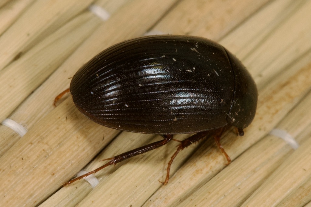 Hydrobius from Nyírábrány, 4264 Hungary on July 29, 2023 at 08:48 PM by ...