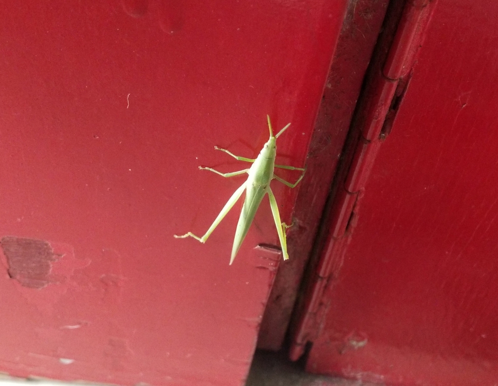Tagasta marginella from Talat, Mueang Surat Thani District, Surat Thani ...
