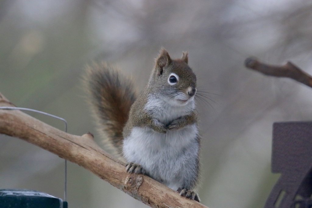 American Red Squirrel from Quechee, Hartford, VT, USA on February 6 ...