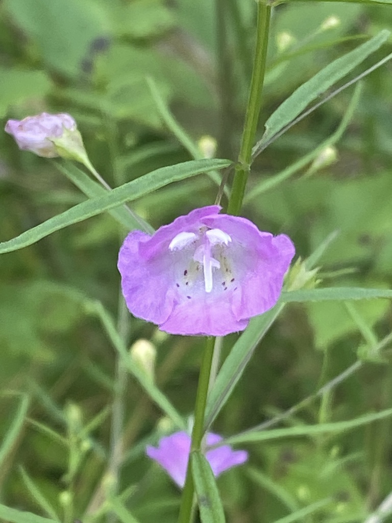 purple false foxglove from Litzenberg Memorial Woods, Findlay, OH, US ...