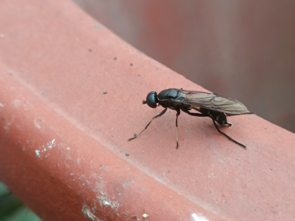 Ptecticus japonicus from Linyi, CN-SD, CN on August 19, 2023 at 06:33 ...