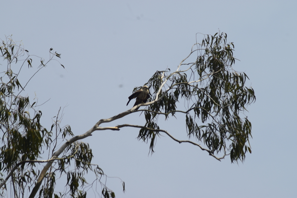 Brahminy Kite from Kerala, India on December 6, 2022 at 12:12 PM by Dev ...