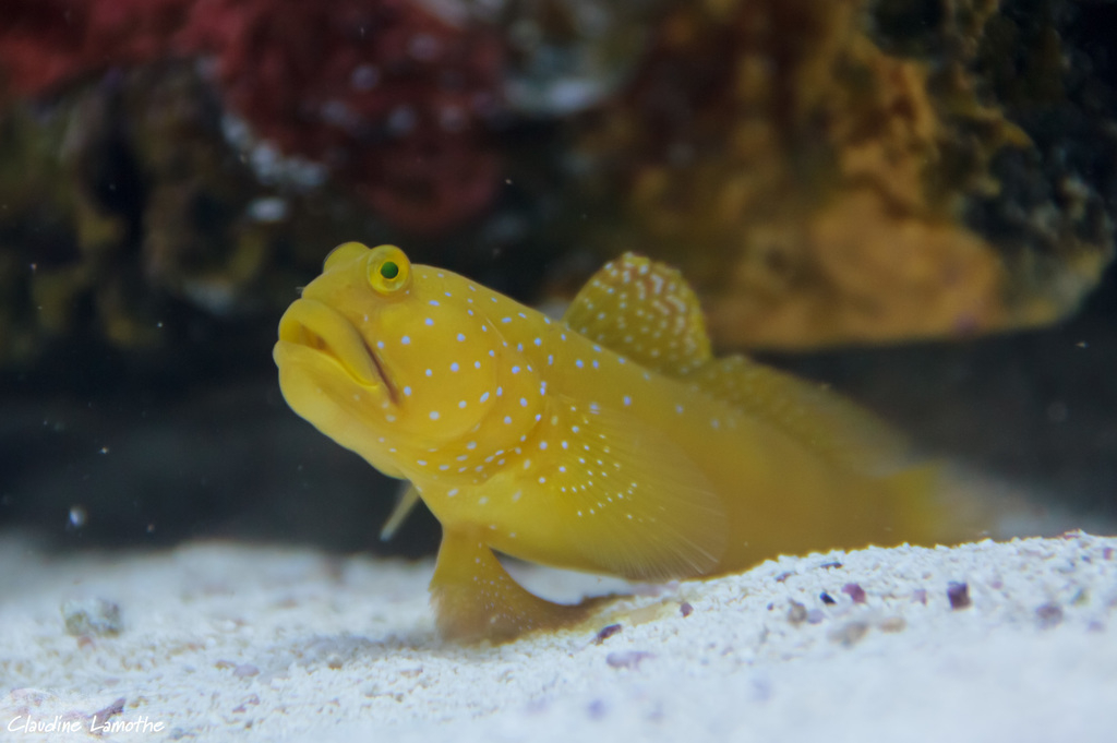 (Cryptocentrus) - Marine Life Identification