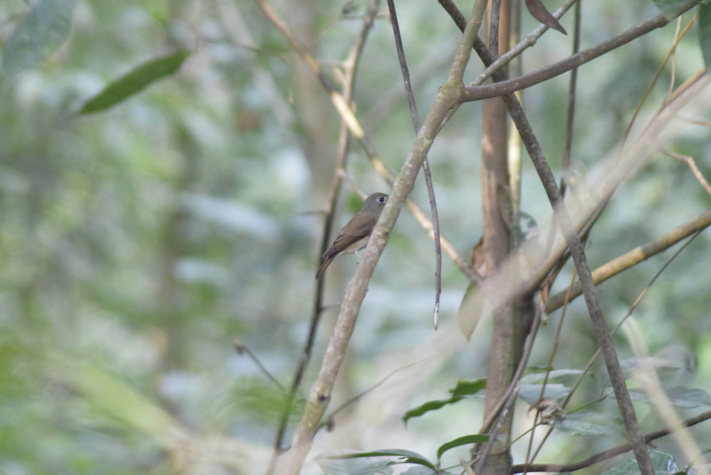 Brown-breasted Flycatcher from Kerala, India on December 6, 2022 at 04: ...