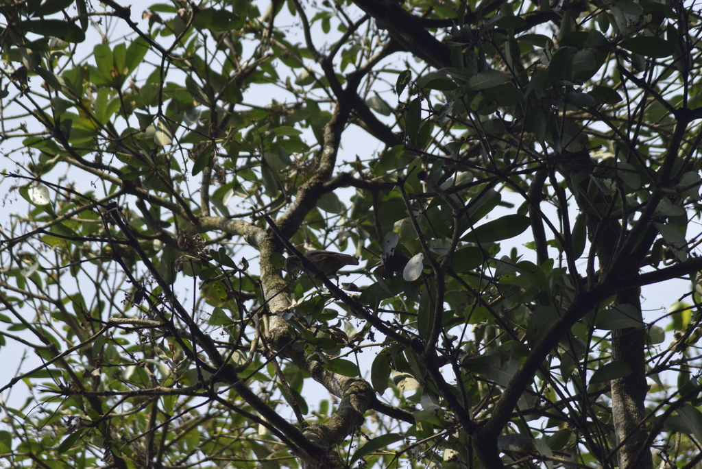 Malabar Starling from Kerala, India on December 6, 2022 at 02:16 PM by ...