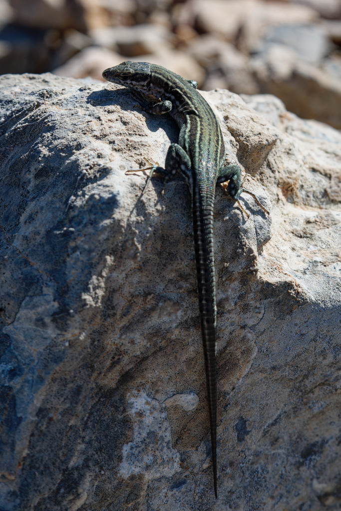 Spanish Wall Lizard in July 2023 by harryclarke. Psammodromus algirus ...