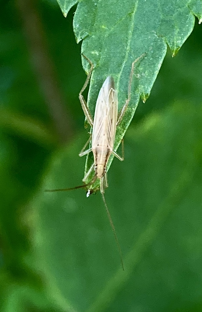 Grass bug from Impasse de l'Abreuvoir, Bures-en-Bray, Normandie, FR on ...