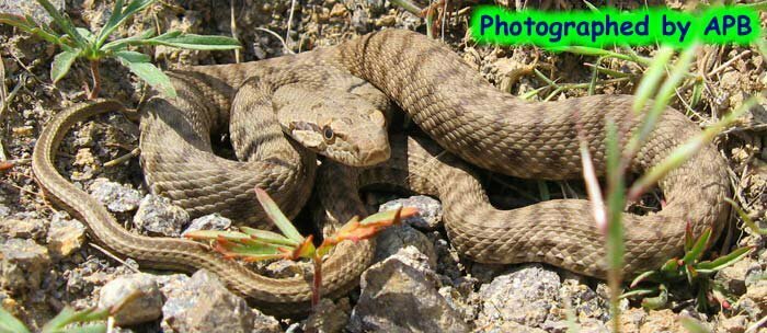 Spotted Whip Snake in April 2013 by Parham Beyhaghi · iNaturalist