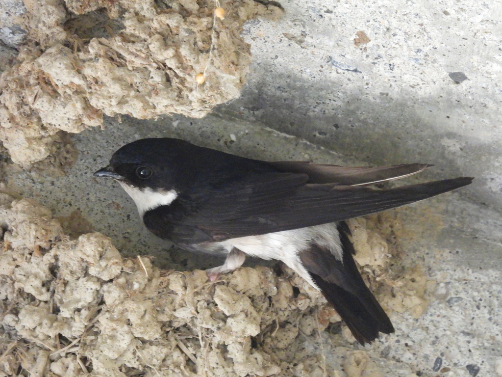 Asian House Martin from 国道359号, 富山市, 富山県, JP on July 3, 2021 at 10:34 ...