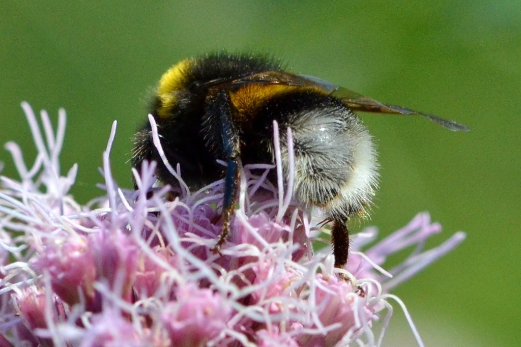 White-tailed Bumble Bee from 294 23 Čistá, Česko on August 18, 2023 at ...