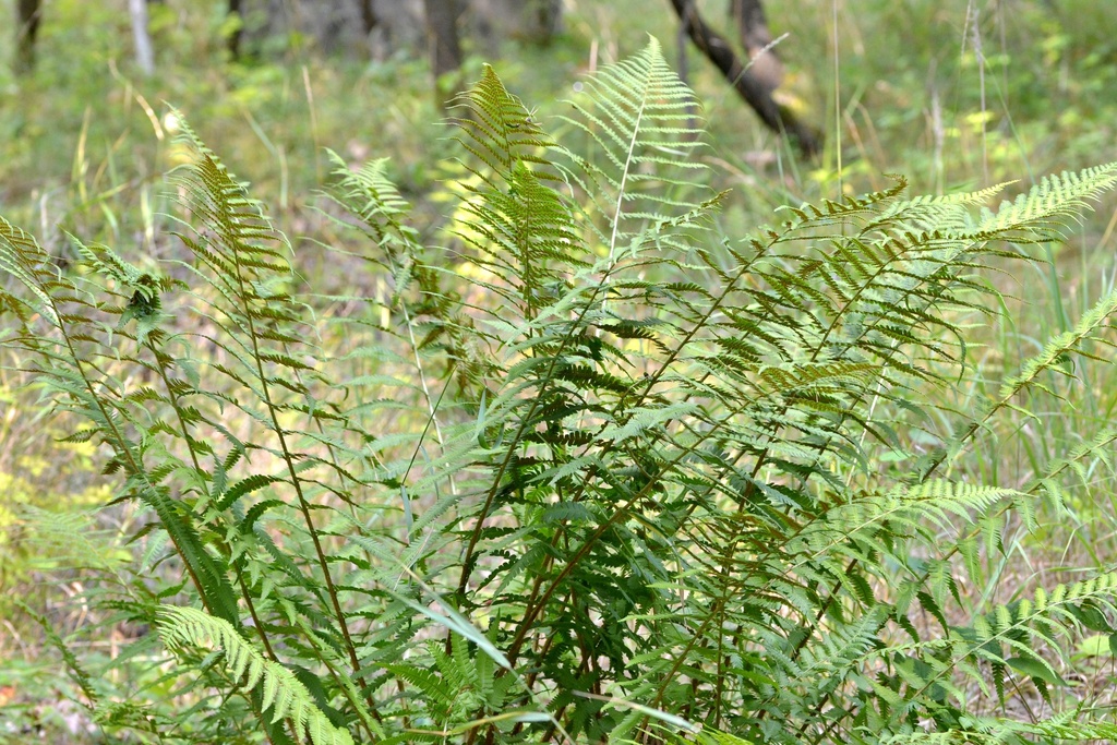 male fern from 294 23 Čistá, Česko on August 18, 2023 at 02:45 PM by ...