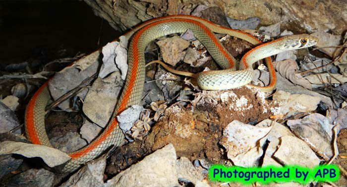 Jan’s Cliff Racer in March 2012 by Parham Beyhaghi · iNaturalist