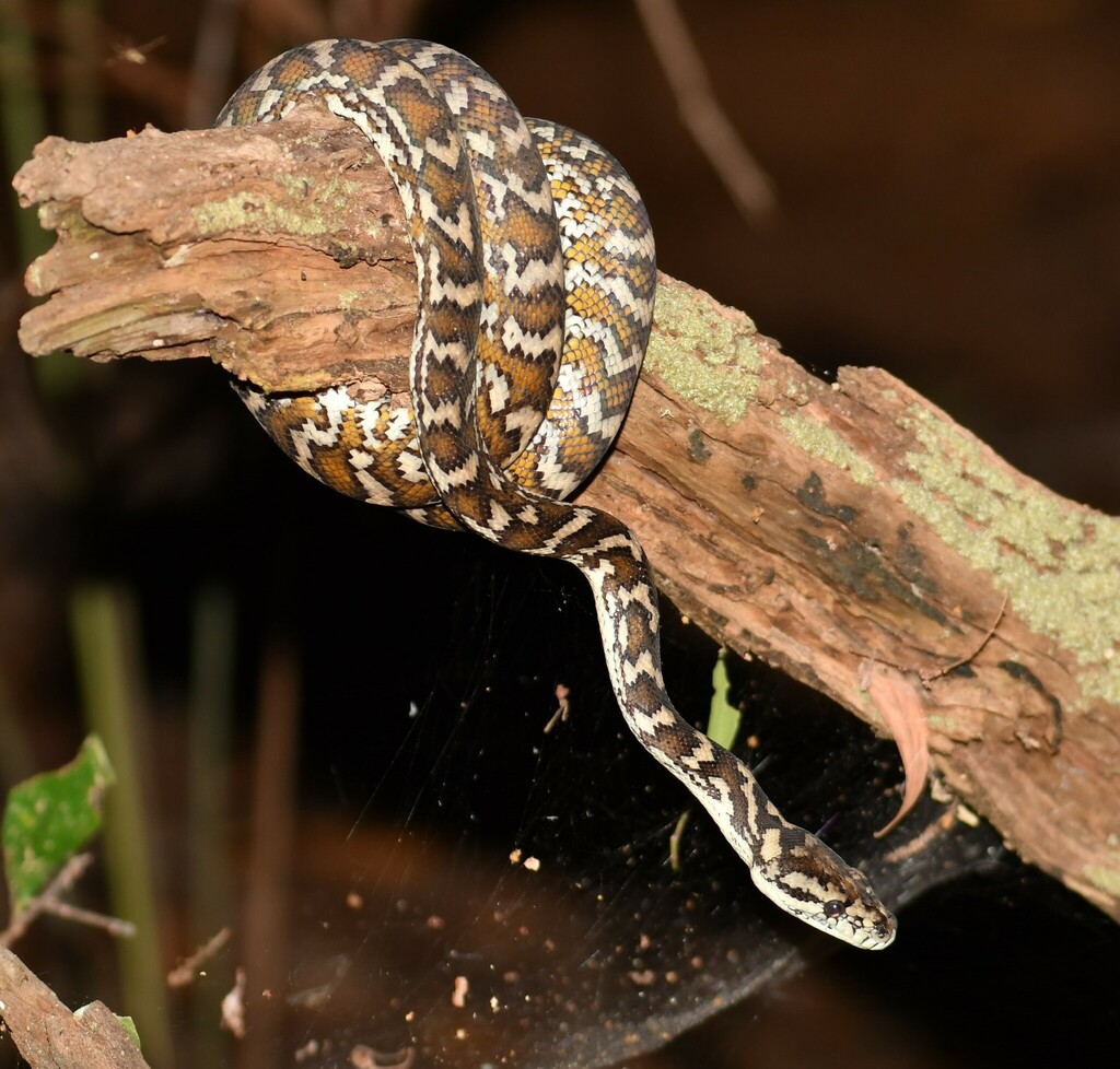 Darwin Carpet Python from Fogg Dam, Middle Point NT 0822, Australia on ...