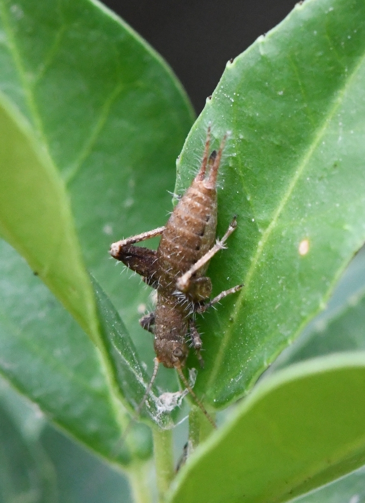Hairy Scale-cricket from Estanyols de Mas Margall, Cami Rural sn, 17742 ...