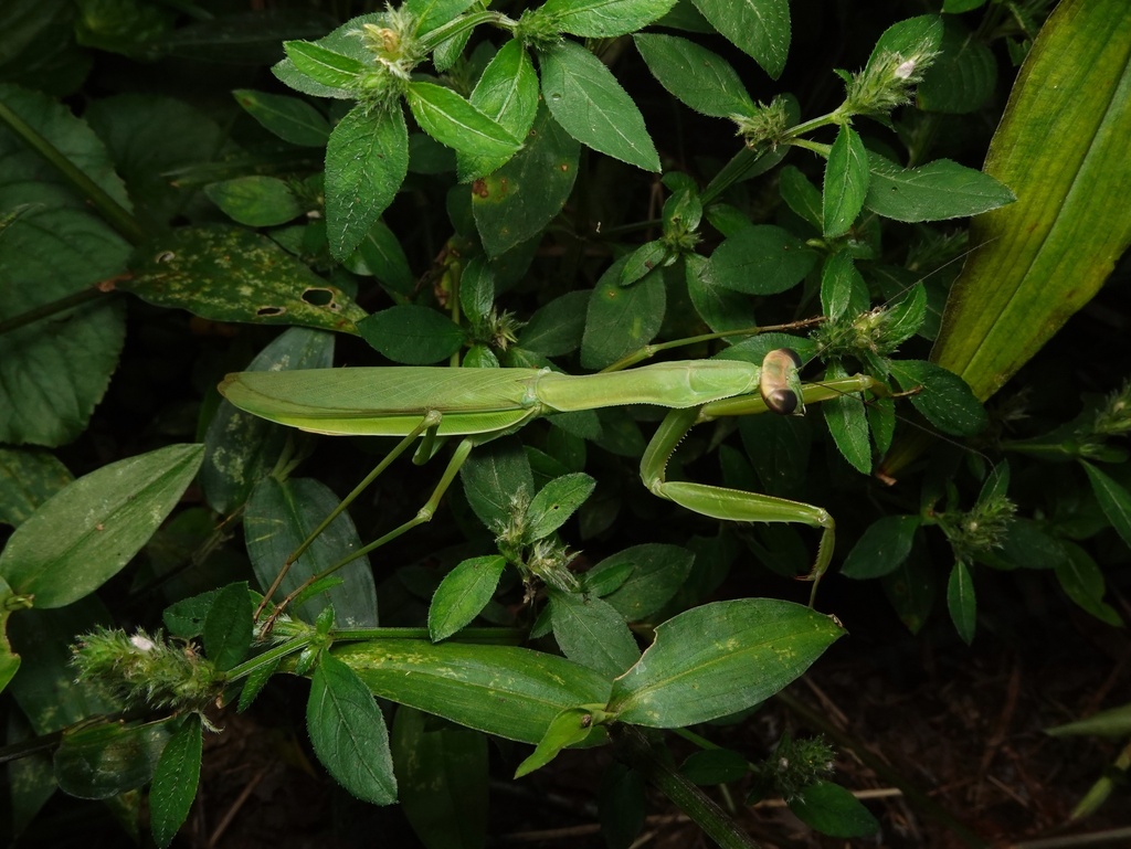 Chinese Mantis in August 2023 by orthoptera-jp · iNaturalist