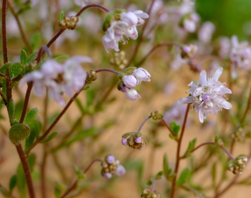 Phyllopodium hispidulum · iNaturalist