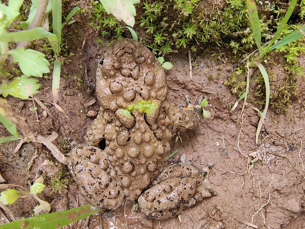Large-webbed Bell Toad from Chuxiong Yi, CN-YN, CN on August 19, 2023 ...