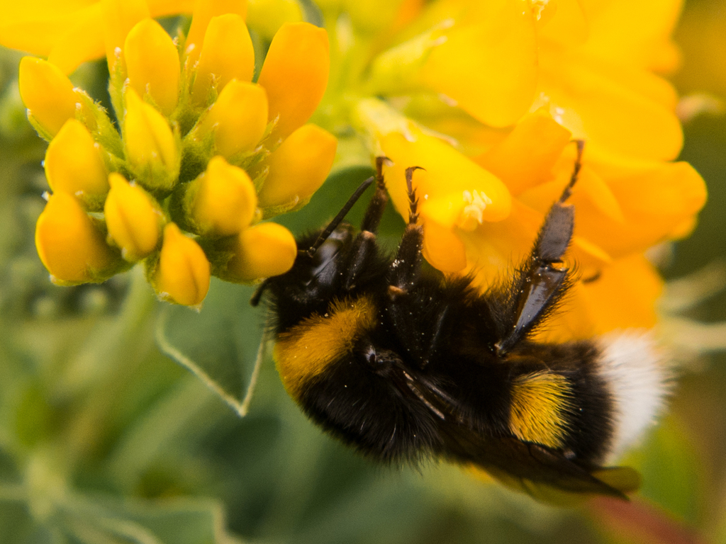 Buff-tailed Bumble Bee from Bandol, France on March 18, 2015 at 04:21 ...