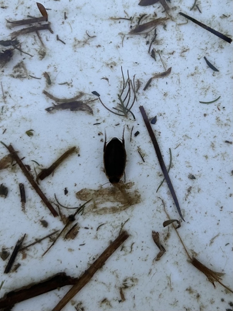 Rhantus from Te Waipounamu/South Island, Dunedin, Otago, NZ on August ...