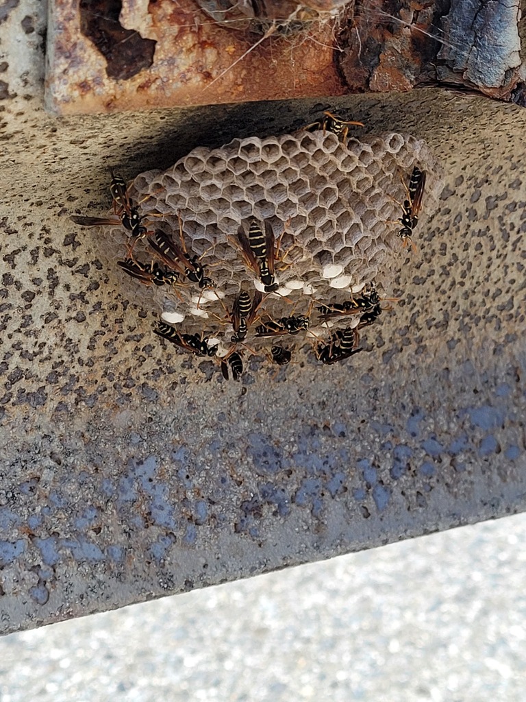 Asian Paper Wasp from Kozeki, Kujukuri, Sambu District, Chiba 283-0102 ...