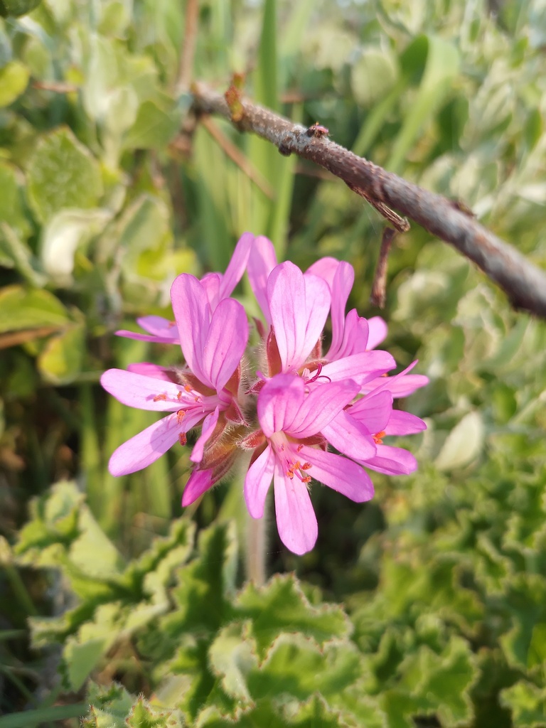 rose-scented geranium from Cape Farms, Cape Town, South Africa on ...