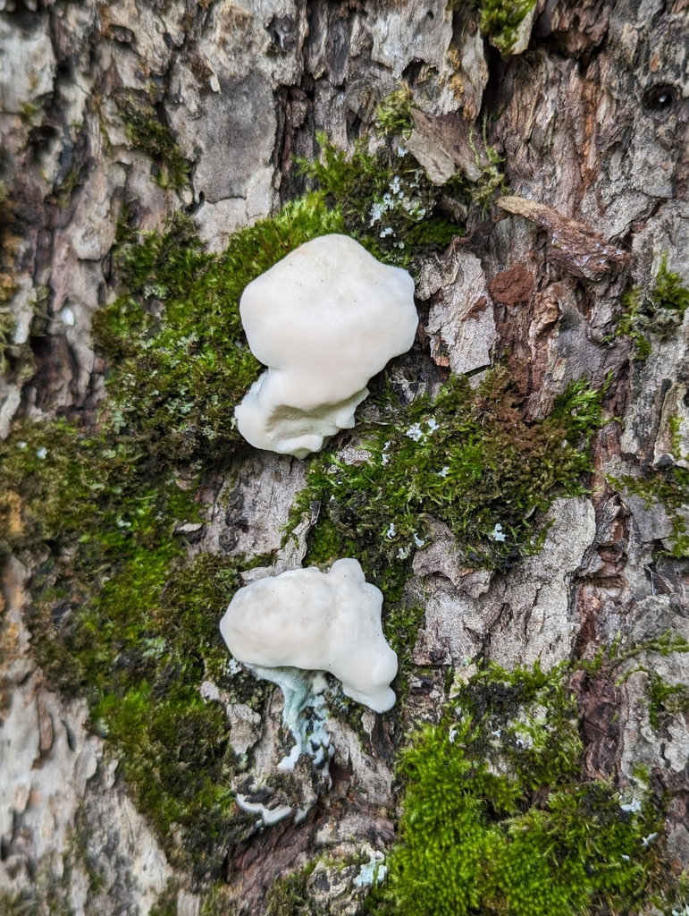 Tapioca Slime Mold from Ludlow, VT, USA on August 19, 2023 at 08:29 AM ...