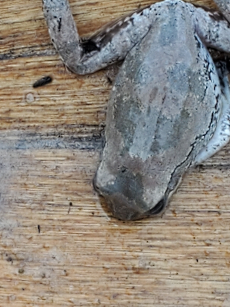 Pine Woods Tree Frog from Tallahassee, FL 32305, USA on August 19, 2023 ...