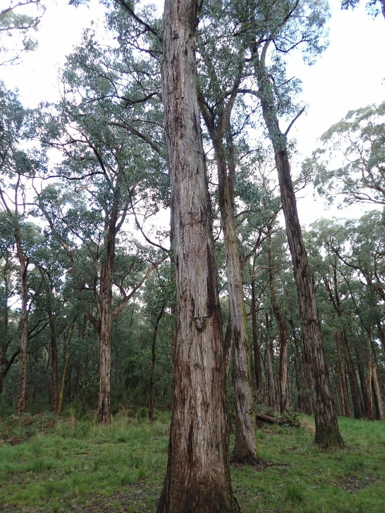 Brown-top Stringybark from Melbourne VIC, Australia on August 19, 2023 ...