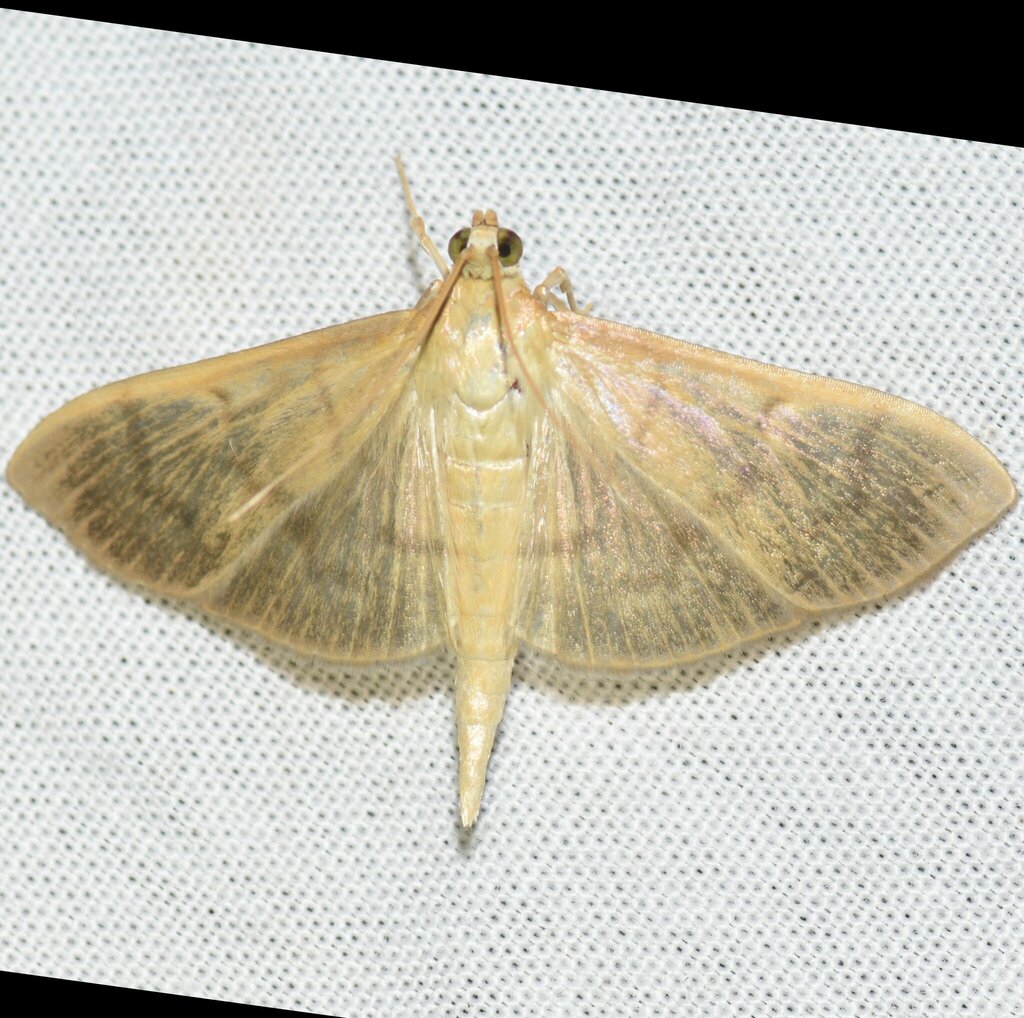 Herbivorous Patania Moth from Dyson Dr, Decatur, GA 30030, USA on ...