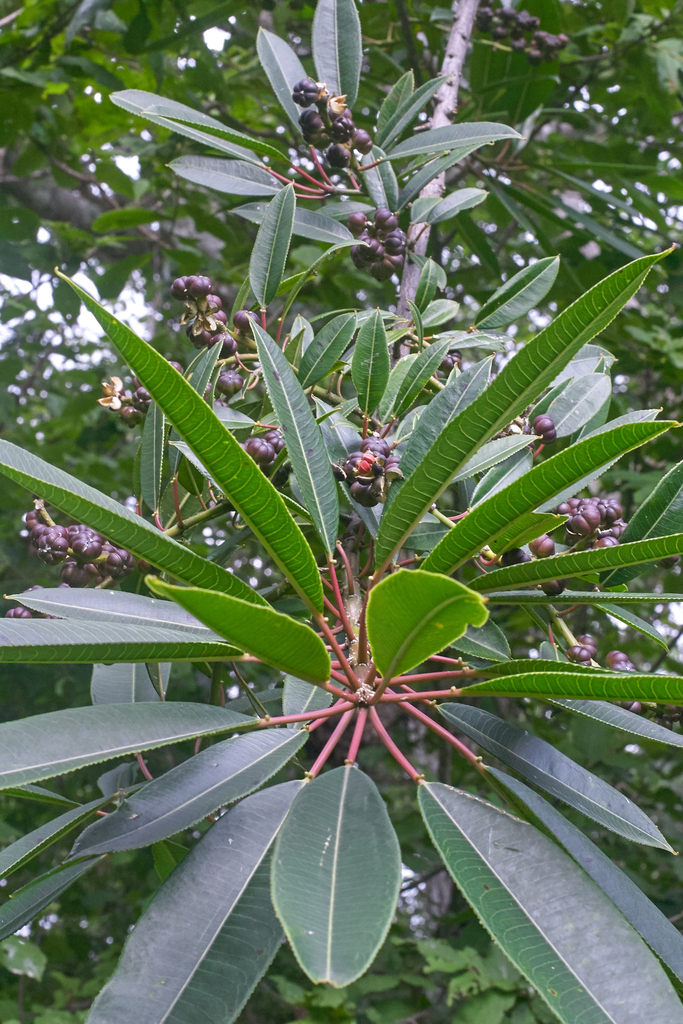 Sapium glandulosum in August 2007 by Sune Holt. #A8904 · iNaturalist