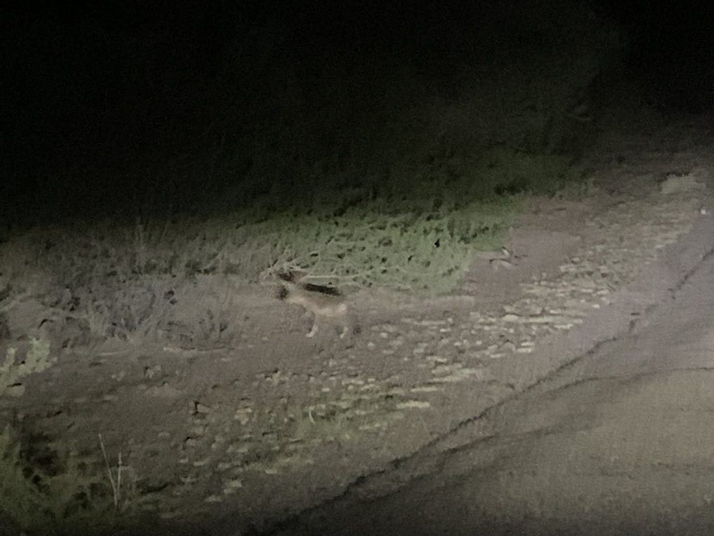 Kit Fox from Jeff Davis County, US-TX, US on August 19, 2023 at 01:09 ...