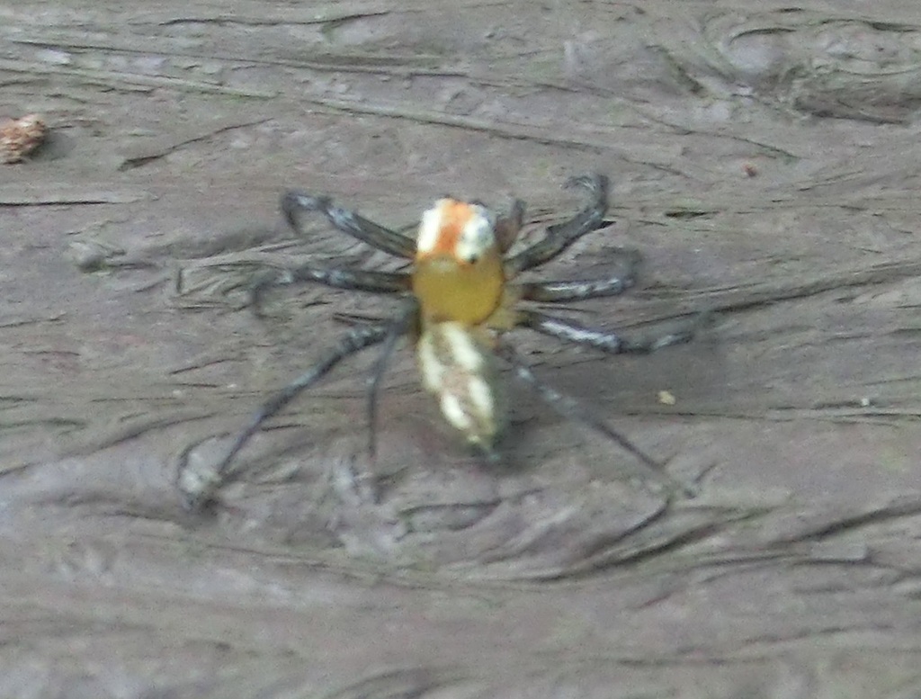 Epeus glorius from 台灣彰化縣 on August 19, 2023 at 10:08 AM by r88621108 ...