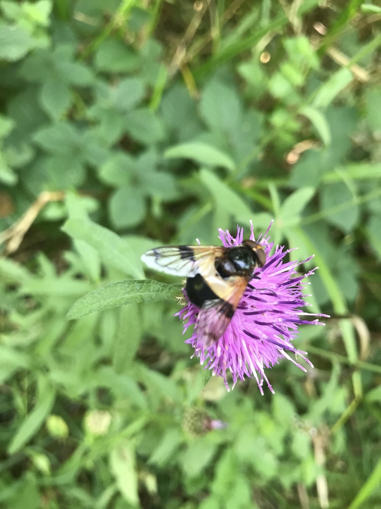 Pellucid Hover Fly from William Howell Way, Stoke-On-Trent, England, GB ...
