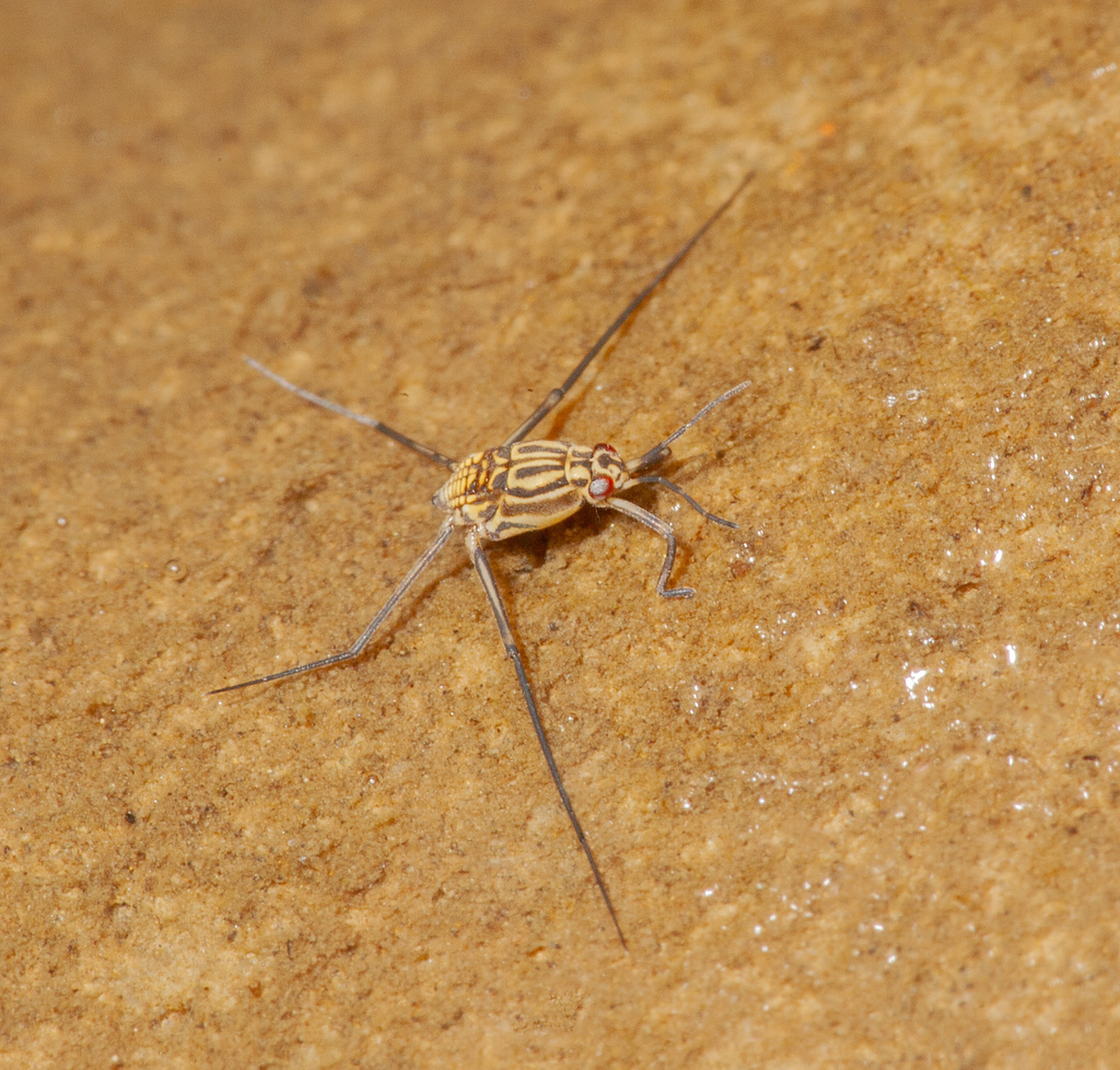 Trepobates from Tucker County, WV, USA on July 1, 2007 at 04:09 PM by ...