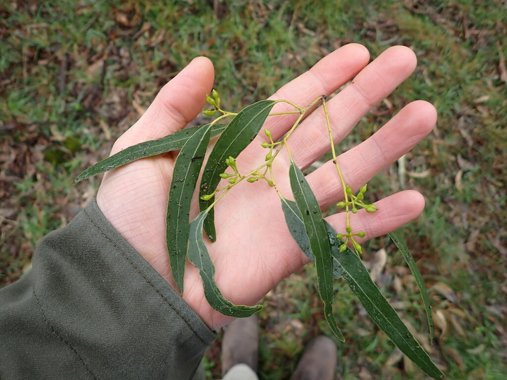Yellow Box from Melbourne VIC, Australia on August 19, 2023 by ...