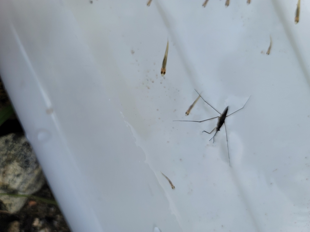 Aquarius paludum paludum from 대한민국 경기도 포천시 on August 19, 2023 at 04:02 ...