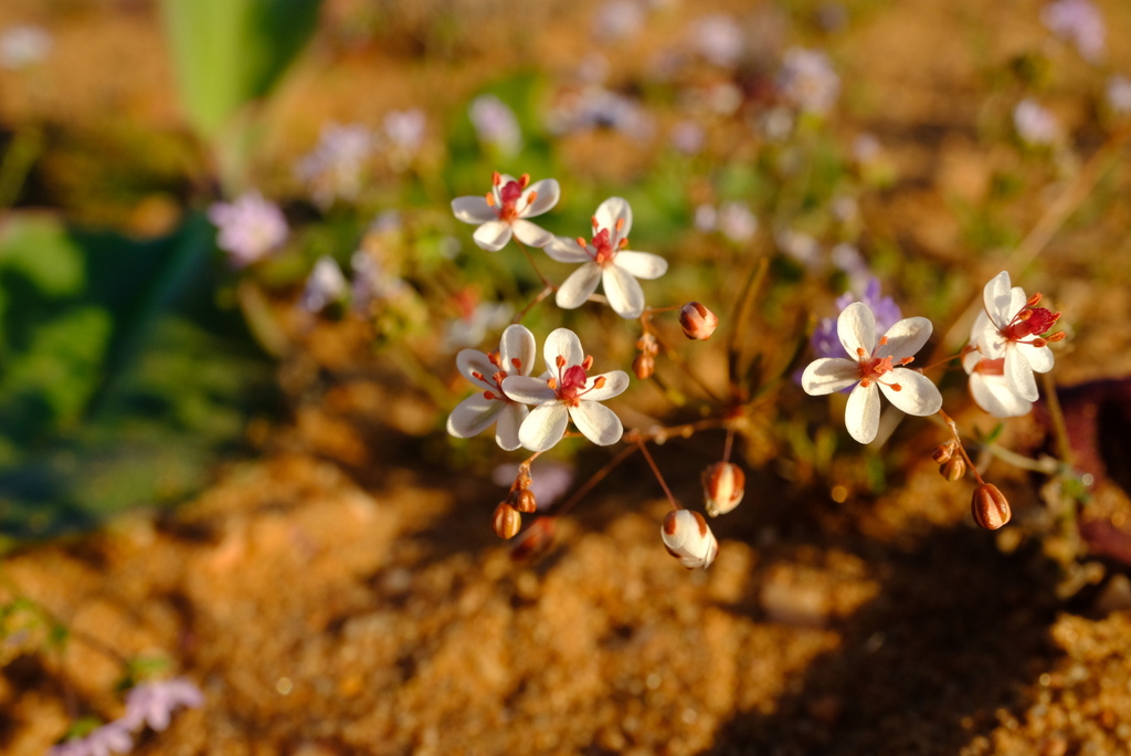 Rocket Spookasem from g5 on August 6, 2023 at 05:36 PM by Nick Helme ...