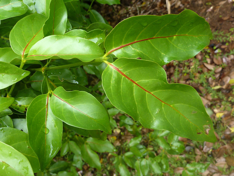 Pyrostria bibracteata from Mahé, Seychelles on May 4, 2014 at 08:27 AM ...