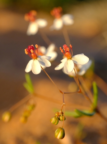 Rocket Spookasem (Pharnaceum croceum) · iNaturalist